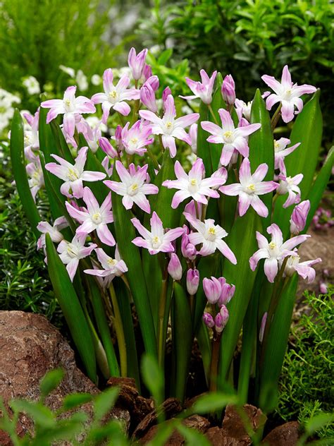 Chionodoxa Forbesii Pink Giant 20 Bulbs Beechmount Garden Centre