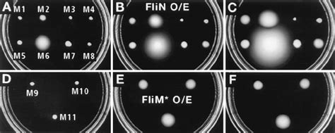Effects Of Overexpression Oe Protocols On The S Typhimurium Flim