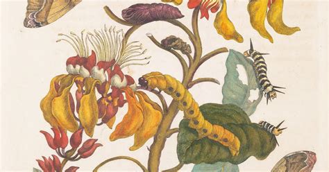 Untitled Image By Maria Sibylla Merian From Metamorphosis Insectorum