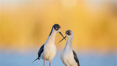 Échasses Blanches France Bing Gallery · Peapix