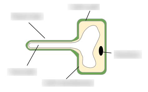 Root Hair Cell Diagram
