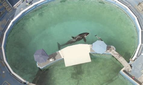 Seeking Truth Justice For Tokitae Orca Legacy