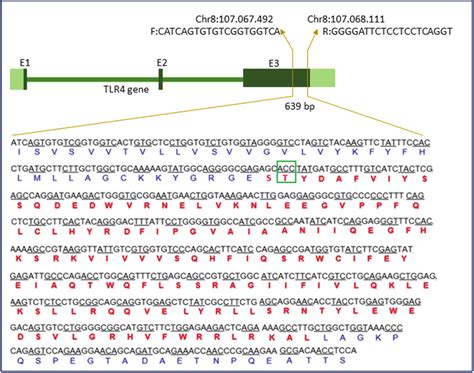 The Binding Position Of The Forward And Reverse Primer Are Shown On The