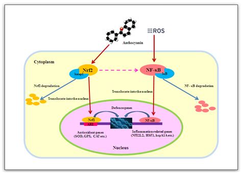 Anthocyanins In Dairy Cow Nutrition A Review