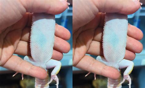 Leopard Gecko Breeding Season Ovulation Eggs And What To Expect
