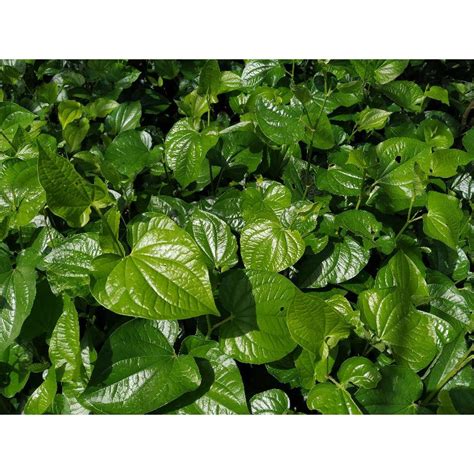 Daun Kaduk Pucuk Daun Kaduk Daun Kadok Miang Kham Shopee Malaysia