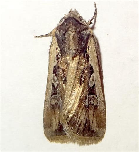 Owlet Moth Bugguide Net