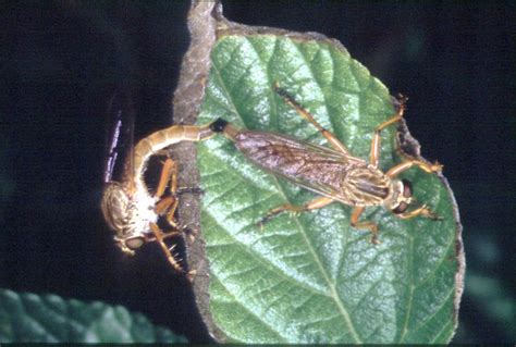 Robber Flies The Australian Museum