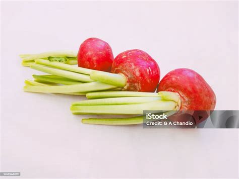 Radish Gardenradish Edible Root Vegetable Food Raphanus Raphanistrum