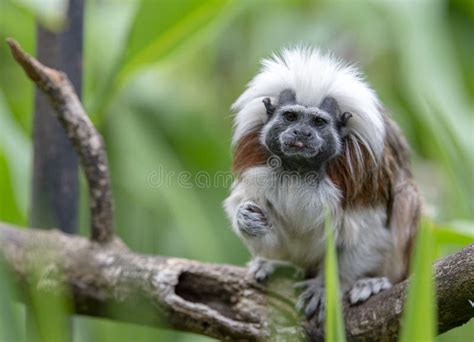 Cotton Top Tamarin Sitting On Tree Branch Looking At The Camera Stock