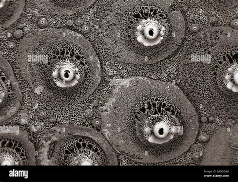 Sea Urchin Shell Scanning Electron Micrograph Sem Of The Surface Of