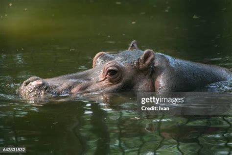 Fat Hippo Photos And Premium High Res Pictures Getty Images