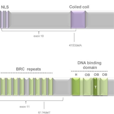 Functional Features Of Brca Proteins The Brca1 Protein Has Multiple