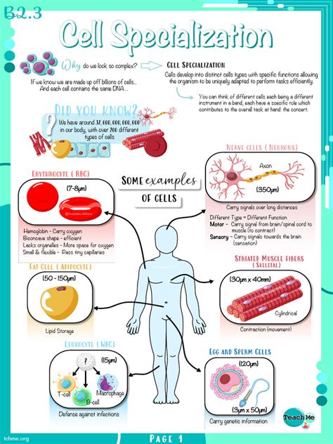 Cell Specialization Pdf Cell Potency Cellular Differentiation