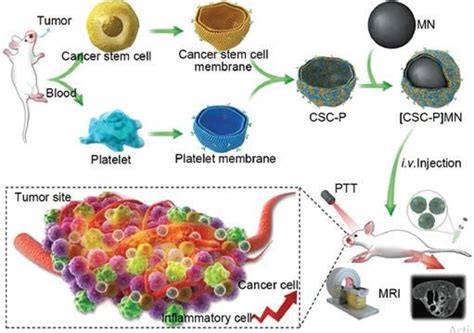 Cell Membrane Coated Nanoparticles For Biomedical Applications