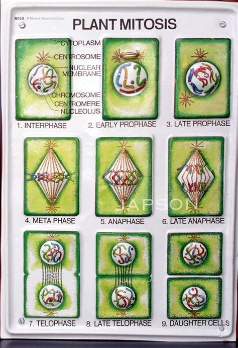 Mitosis Plant Cell