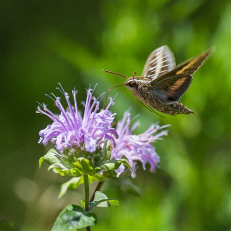 Adopt A Pollinator Sphinx Moth The Bee Cause Project