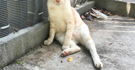 Cat Slouching Like A Human Imgur