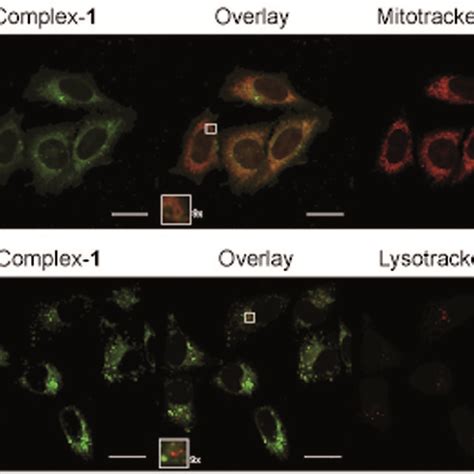 Sub Cellular Localisation Of Complex 1 Hela Cells Following 5 Hour