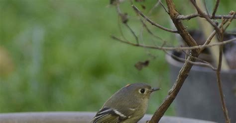 Oregon Backyard Birds Etc Bright Ruby
