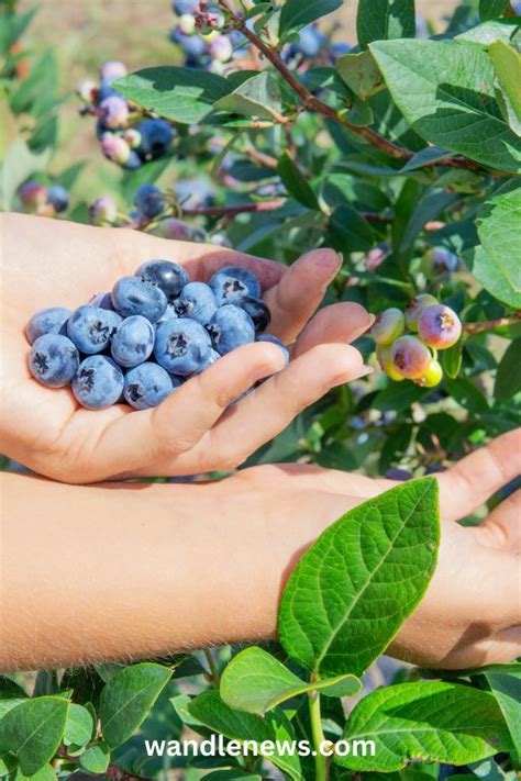How To Grow Blueberries From Planting To Harvesting
