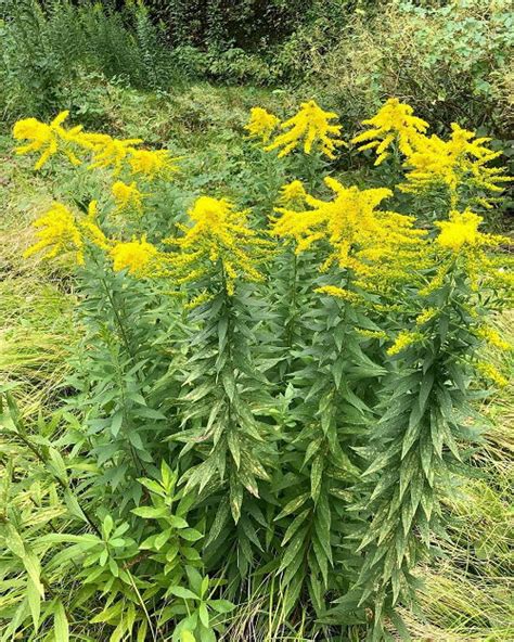 33 Weeds With Yellow Flowers Common Yellow Weeds