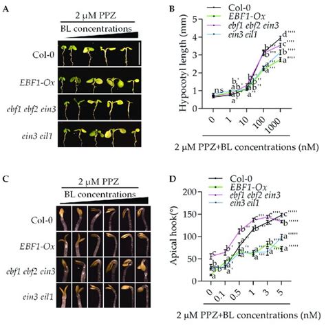 Ebf1 Inhibited Br Promoted Cell Elongation And Apical Hook Formation Download Scientific