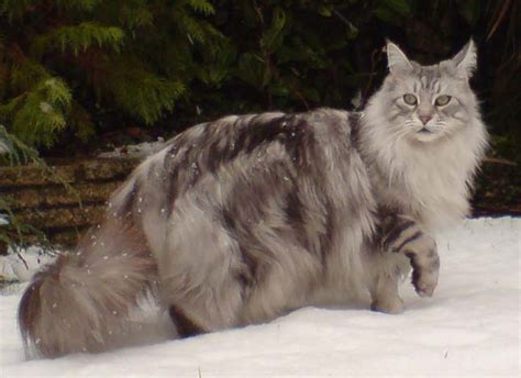 Egy Kedves óriás A Maine Coon Macska Érdekes Világ