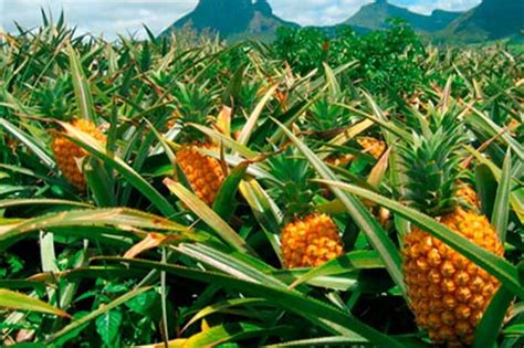 Increasing Pineapple Production A Priority In A Cuban Province Cuba Si