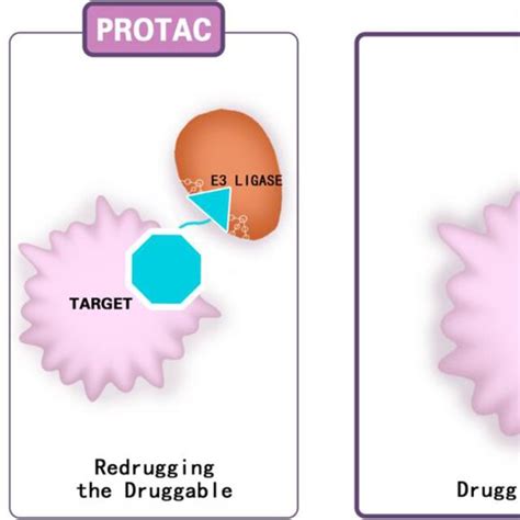 Er Inhibition By Er Antagonist Protac And Mgds Target Proteins