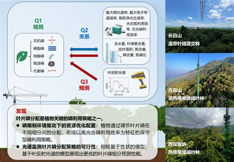 利用叶经济学谱和叶反射光谱解析了叶片磷分配策略的变异—— 中国科学院植物研究所植被与环境变化重点实验室