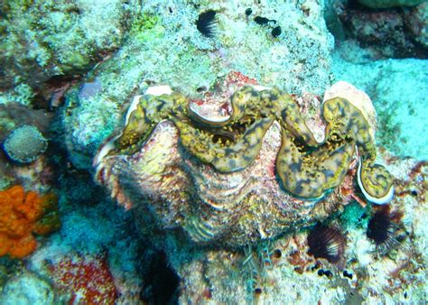 Cybercaptain Diving Nassimo Thila