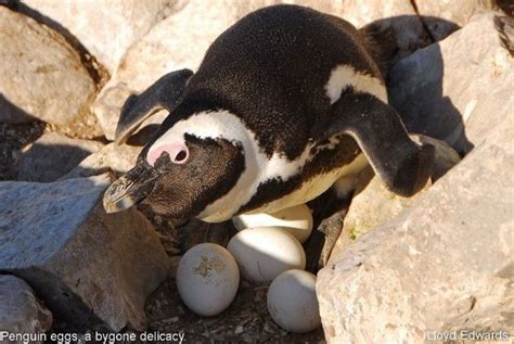 African Penguin Reproduction