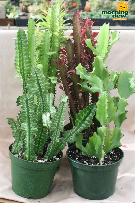 Cactus Euphorbia Assorted 6 In Morning Dew Tropical Plants