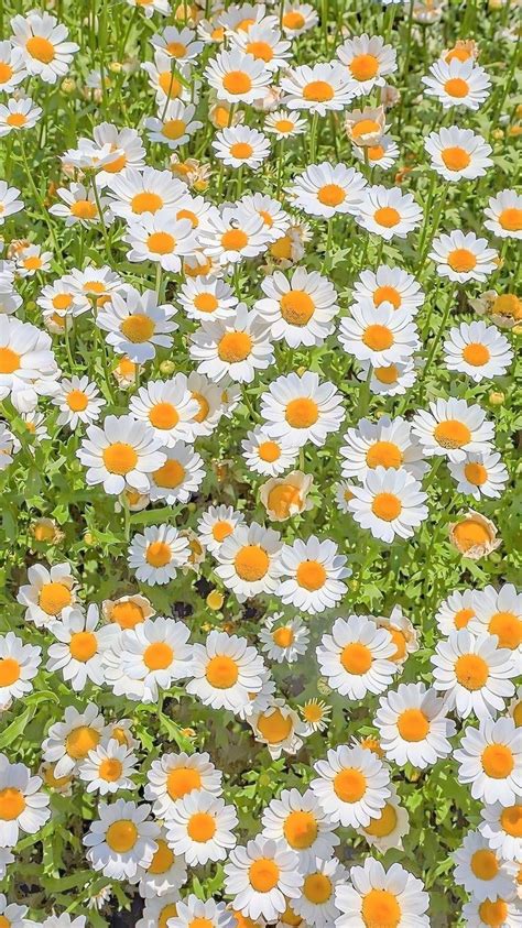 Bunga Aster Putih Dan Orange Di Rumput Margaritas Flores Aesthetic Fondos De Pantalla