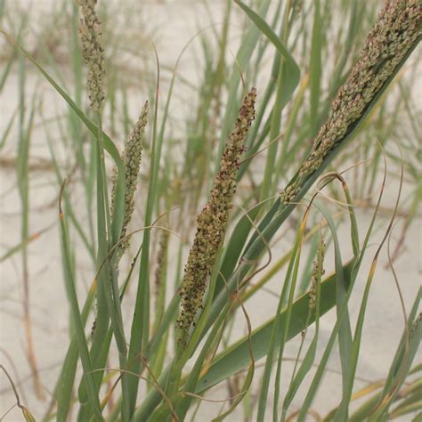 Bitter Panicgrass From Murrells Inlet Sc 29576 Usa On October 14 2023 At 0422 Pm By Blakewxb
