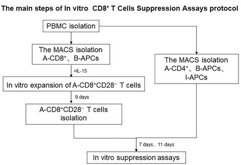 In Vitro And In Vivo Cd8 T Cell Suppression Assays