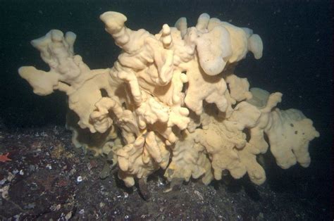 Cloud Sponge Alchetron The Free Social Encyclopedia