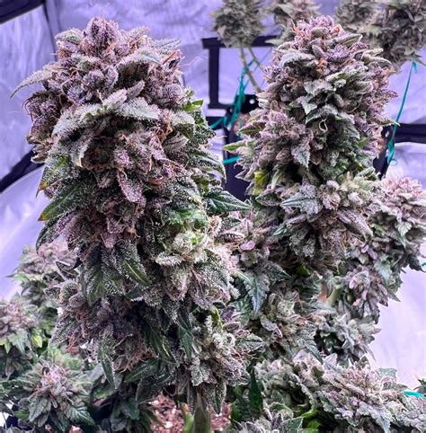 flash no flash difference r microgrowery