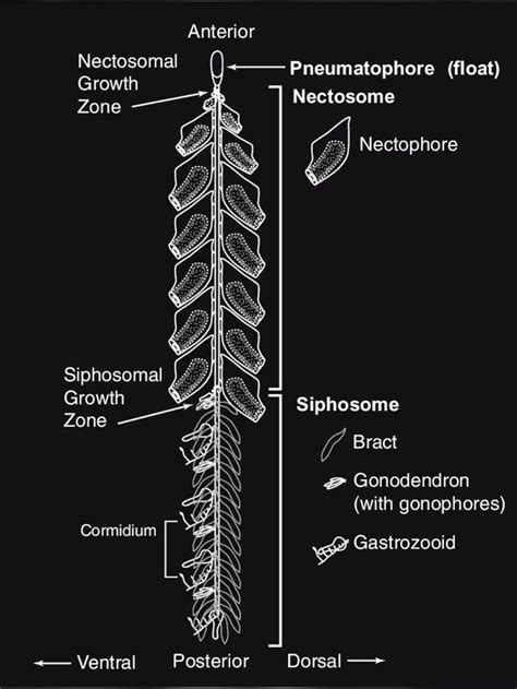 Anatomy Of A Siphonophore Siphonophore Drawing Siphonophore