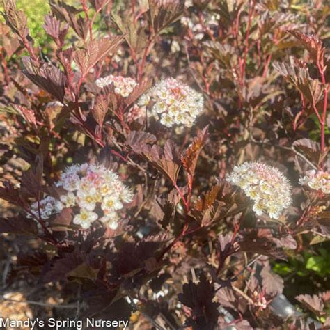 Summer Wine Ninebark Tree Physocarpus Opulifolius Seward Mandy