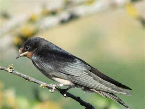 De Campo Por El Parque Regional Del Sureste Madrileño Golondrina Común