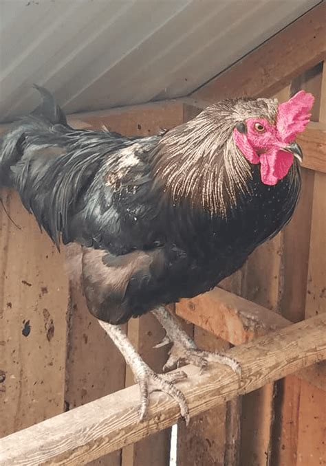 Olive Egger Chickens Eggs Temperament Identification And Care