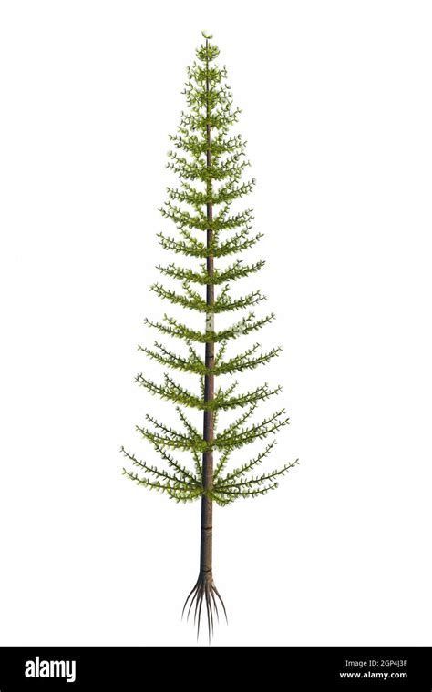 Devonian Period Trees