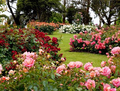Why Roses Are The Perfect Addition To Your Garden