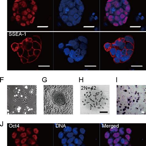 Generation Of Ripscs From Adult Rat Somatic Cells A Morphology Of Da