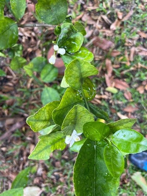 How To Grow Citrus Hystrix Earthone