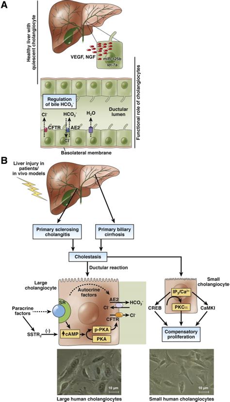 Functional And Structural Features Of Cholangiocytes In Health And