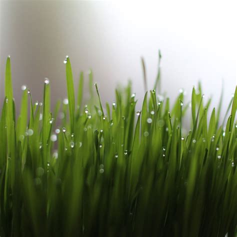 Juicers And Wheatgrass Supplies Ireland Fruit Hill Farm