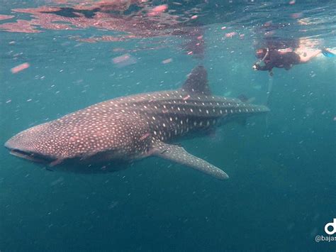 Bajashark Ecotours All You Should Know Before You Go 2026 W Reviews